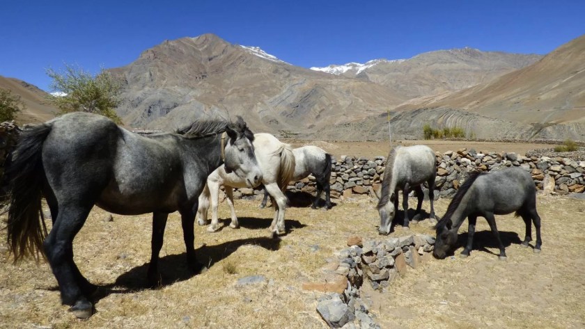 Janaki Lenin – Journalist and writer whose specialty is all things wild ...