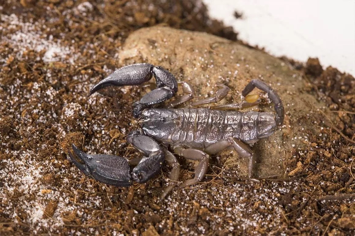Scorpions tailor-make venom to suit the occasion – Janaki Lenin