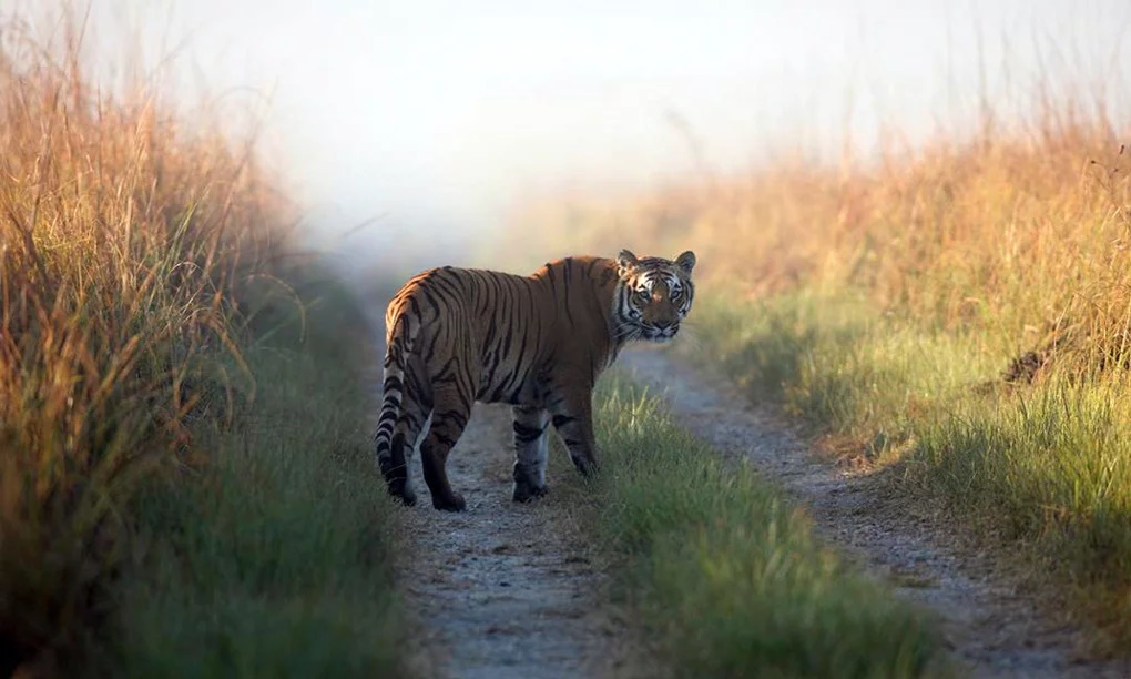 India: No country for wild tigers? – Janaki Lenin