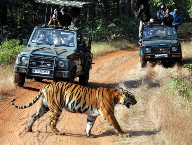Carnivores in the neighbourhood – Janaki Lenin