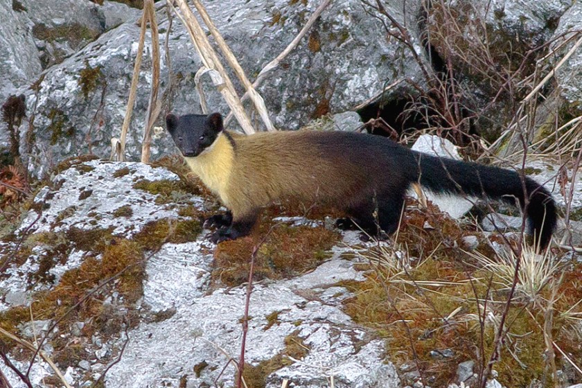 Janaki Lenin – Journalist and writer whose specialty is all things wild ...